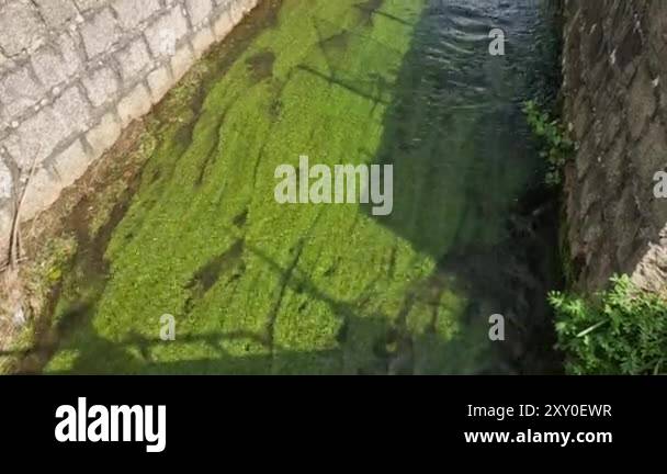 Pool frog in pond Stock Videos & Footage - HD and 4K Video Clips - Alamy
