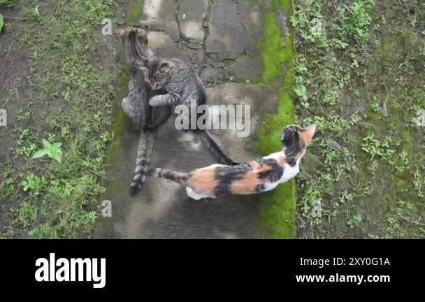 Calico cat family Stock Videos & Footage - HD and 4K Video Clips - Alamy