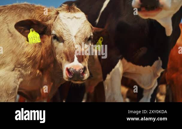 Visible identification Stock Videos & Footage - HD and 4K Video Clips ...