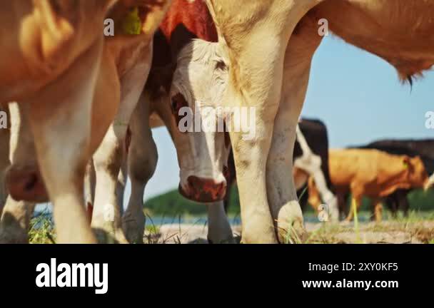 A cow's face peeks out from behind the legs of a herd, creating an ...