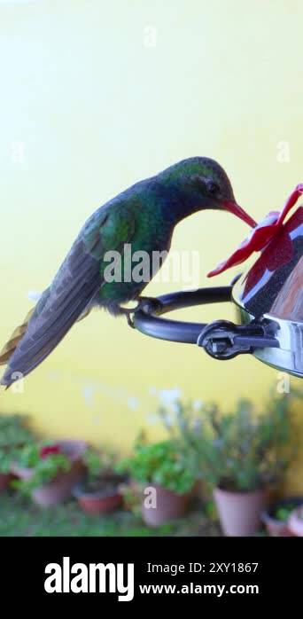 Red plastic hummingbird feeder Stock Videos & Footage - HD and 4K Video ...