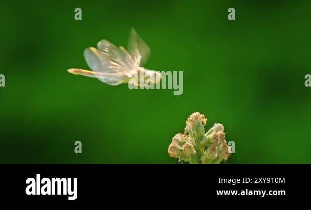 A dragonfly is captured in slow motion as it gracefully descends and ...