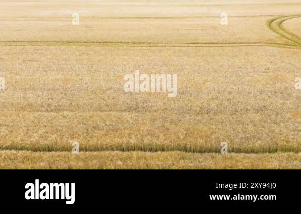 Ripe crops Stock Videos & Footage - HD and 4K Video Clips - Alamy