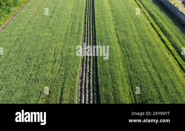 Monoculture farming Stock Videos & Footage - HD and 4K Video Clips - Alamy