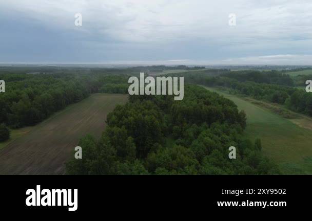 Enshrouded trees Stock Videos & Footage - HD and 4K Video Clips - Alamy
