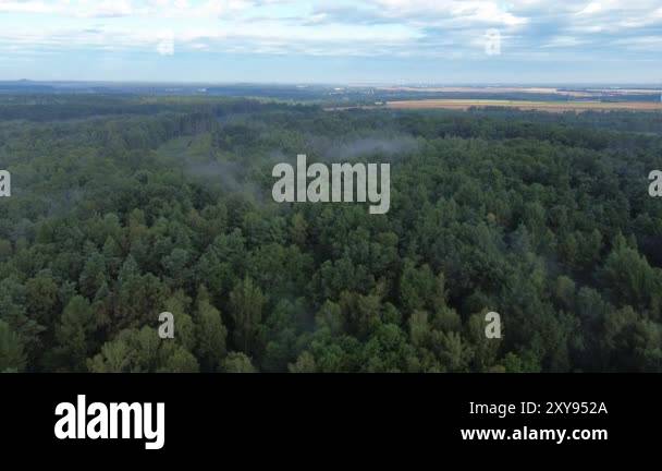 Misty canopy Stock Videos & Footage - HD and 4K Video Clips - Alamy