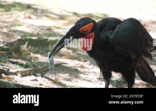 Gripping bird Stock Videos & Footage - HD and 4K Video Clips - Alamy