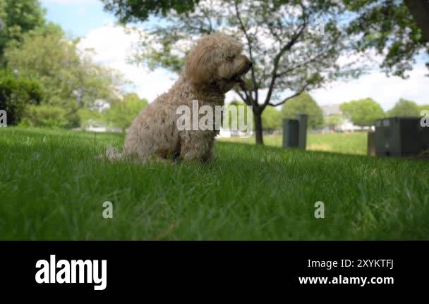 Labradoodle dog sitting on Stock Videos & Footage - HD and 4K Video ...