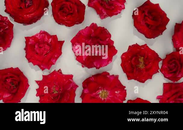 Composition of red roses floating on the surface of water. Top view of ...