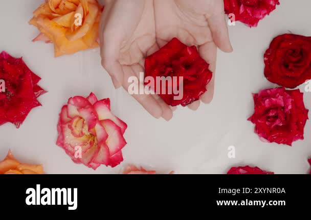 Top view of a womans hands then lowering a red rose into water ...