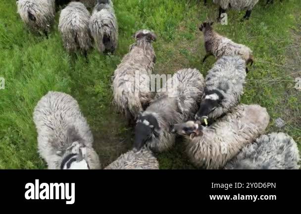 Black markings sheep Stock Videos & Footage - HD and 4K Video Clips - Alamy