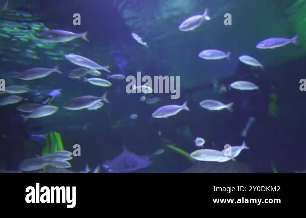 Divers swim in an aquarium among vibrant tropical fish, exploring the ...