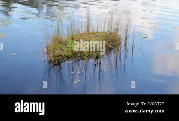 Lump of moss Stock Videos & Footage - HD and 4K Video Clips - Alamy