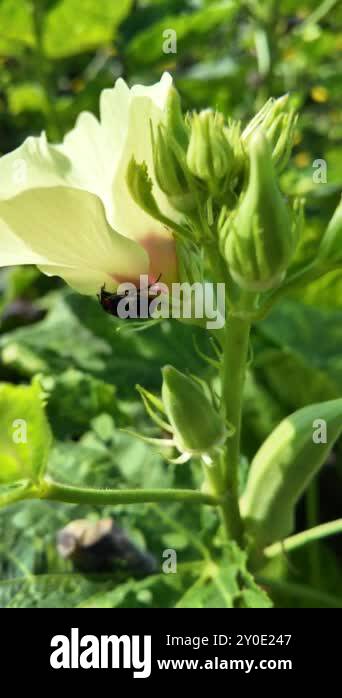 Lady fingers plant name is Okra Abelmoschus esculentus is a flowering ...