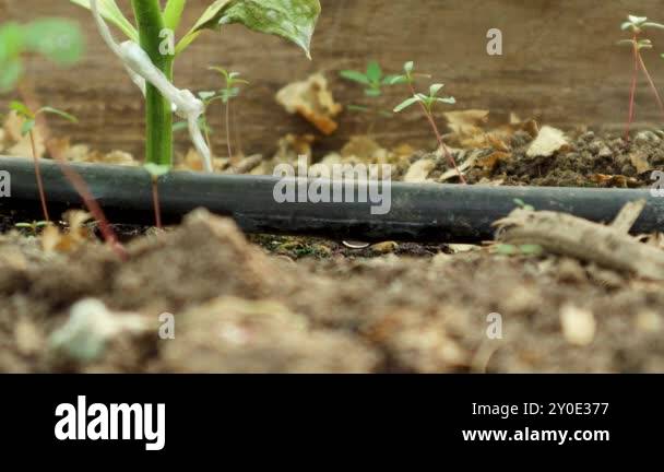Droplet irrigation Stock Videos & Footage - HD and 4K Video Clips - Alamy