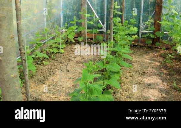 Temperature controlled environment Stock Videos & Footage - HD and 4K ...