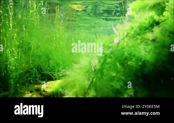 green Ulva algae grow, air bubble in oxygen rich water, surface reflection, coquina stone pebble ...