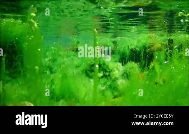 green Ulva algae oxygenate air bubble, water surface reflection ...