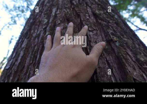 Oak tree roots hand Stock Videos & Footage - HD and 4K Video Clips - Alamy