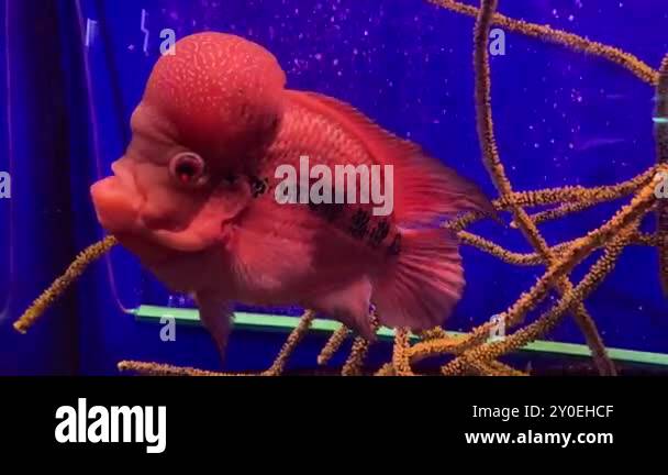 Flowerhorn Cichlid Colorful fish swimming in Aquarium deep blue ...