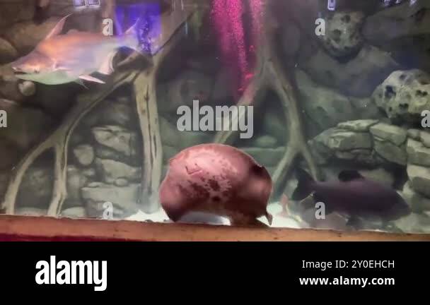 Animals of the underwater sea world. Ecosystem. Colorful tropical fish ...