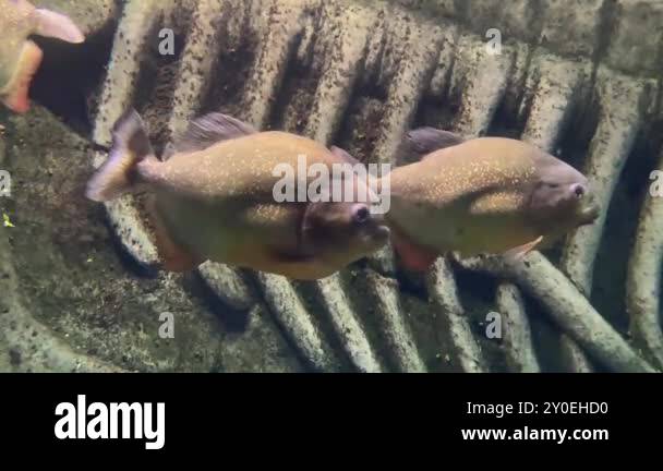 Red-bellied piranha. A swarm of piranha fish. Relatively dangerous ...
