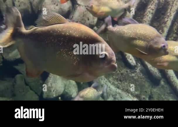 Red-bellied piranha. A swarm of piranha fish. Relatively dangerous ...