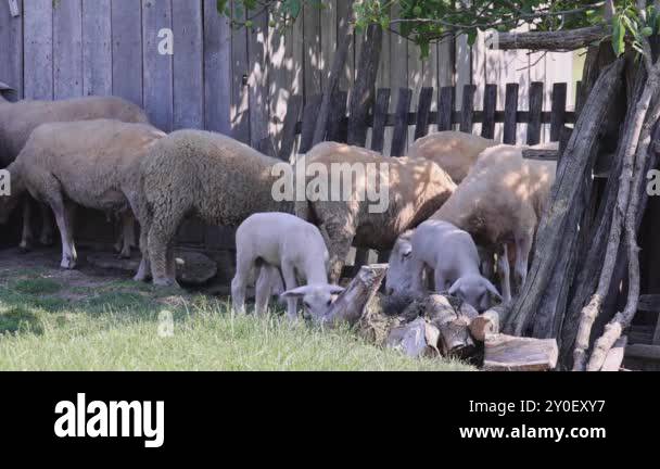 Sheep hot Stock Videos & Footage - HD and 4K Video Clips - Alamy
