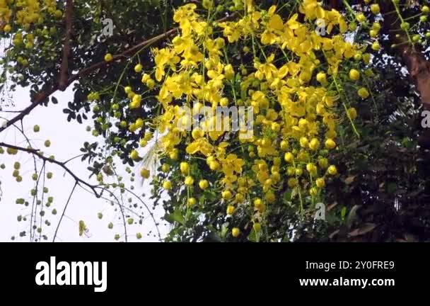 Indian laburnum tree Stock Videos & Footage - HD and 4K Video Clips - Alamy