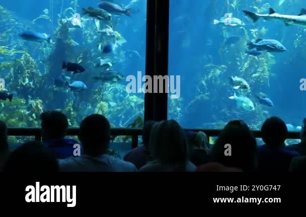 People observing an underwater aquarium exhibit with diverse fish ...