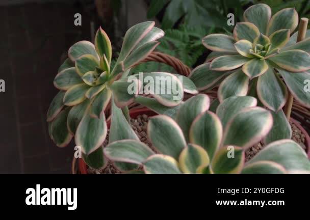 Exotic succulent plants. Closeup view of three Aeonium sunburst, also ...