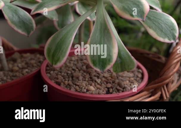 Botany. Tilt up of an Aeonium sunburst, also known as Copper pinwheel ...
