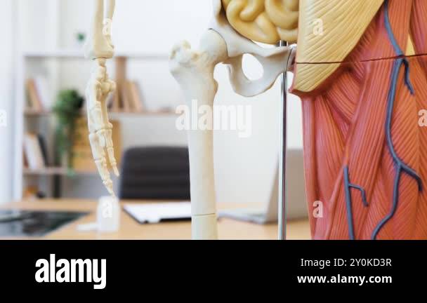 Detailed human anatomy model displaying half skeleton and half muscular ...
