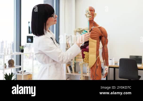 Female doctor in lab coat explaining human anatomy using medical ...