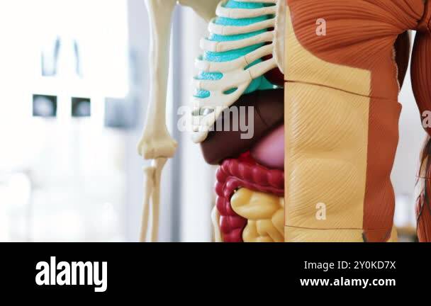 Anatomical model internal organs human Stock Videos & Footage - HD and ...