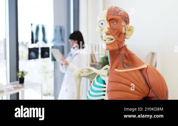 Medical anatomy model showcasing human body structure with doctor ...