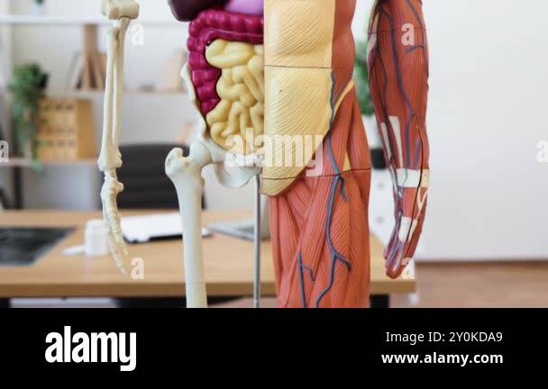 Detailed human anatomy model displaying half skeleton and half muscular ...