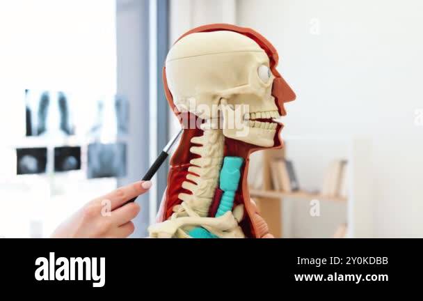 Doctor pointing at detailed anatomical skeleton model demonstrating ...