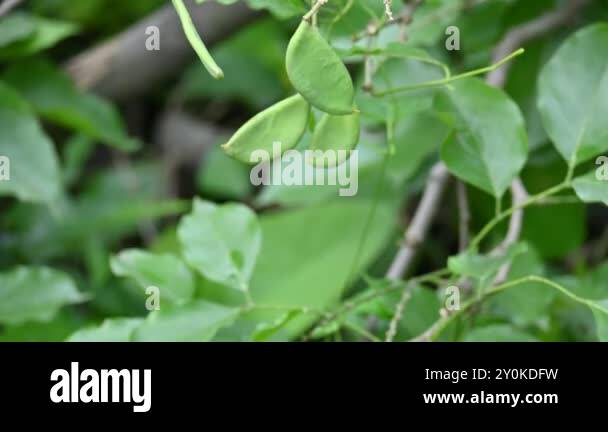 Millettia pinnata fruits. Itis a species of tree in the pea family ...