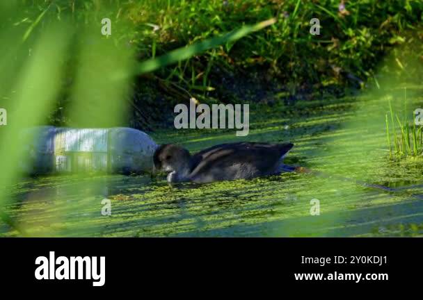 American Coot families on a lush Canadian lake in summer. Captures ...