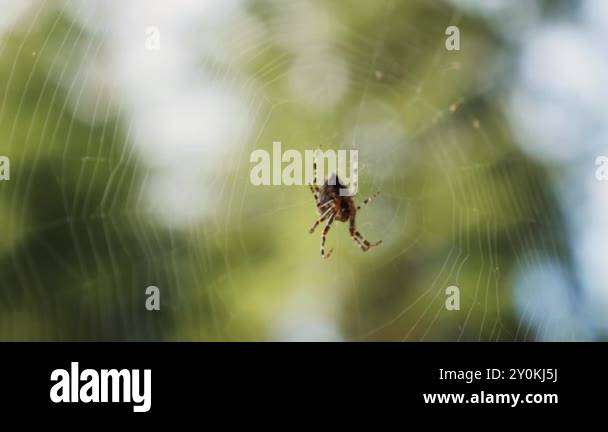 Spider among trees Stock Videos & Footage - HD and 4K Video Clips - Alamy