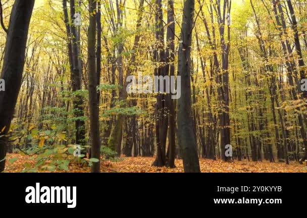Mixed forest beech hornbeam Stock Videos & Footage - HD and 4K Video ...
