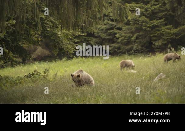 Bears foraging Stock Videos & Footage - HD and 4K Video Clips - Alamy