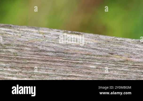 Red dragonfly damselfly odonata warming up for insect hunt eating a fly resting on a branch in ...