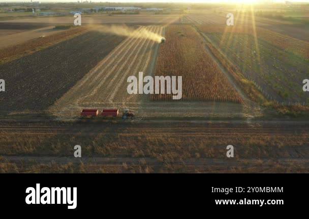Above view at agricultural harvester is cutting and harvesting mature ...