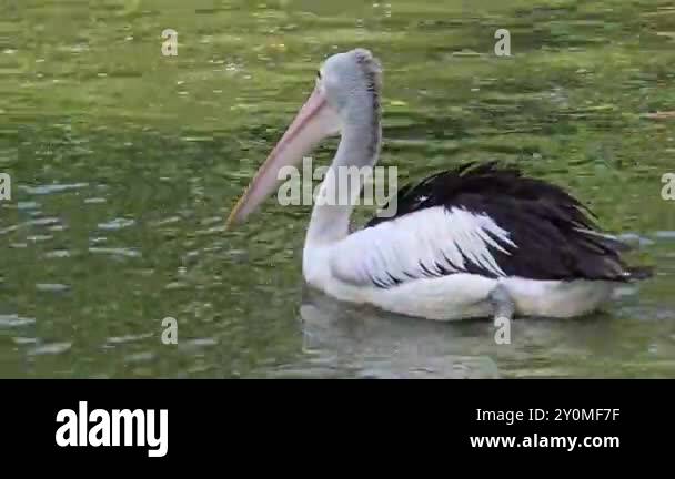 wonderful bird Pelicans, this bird with the latin name Pelecanus ...