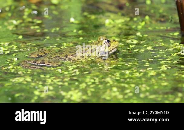 Frog vocalization Stock Videos & Footage - HD and 4K Video Clips - Alamy