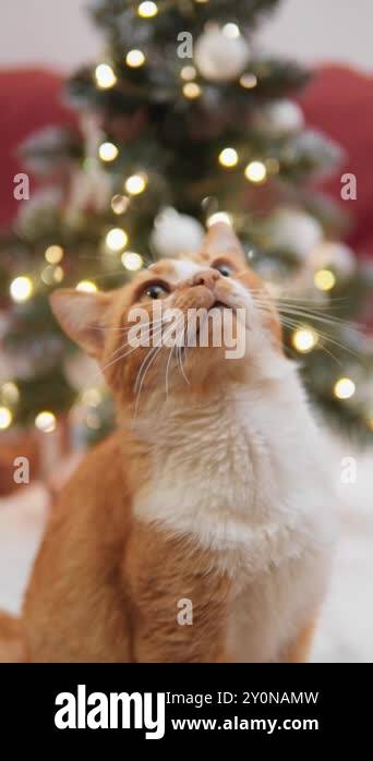 Vertical video. The cat looks up attentively, fascinated, and takes out ...