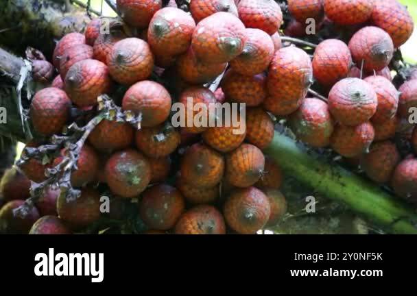 Rattan tree Stock Videos & Footage - HD and 4K Video Clips - Alamy