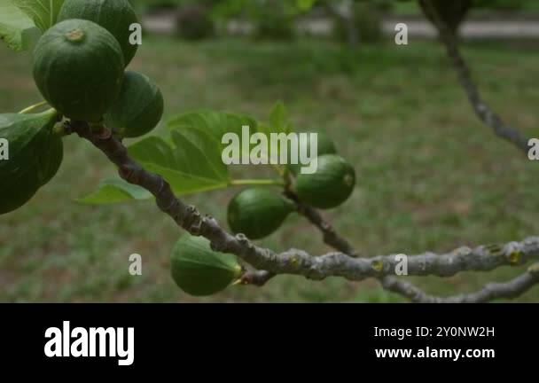 Twig fig tree in Stock Videos & Footage - HD and 4K Video Clips - Alamy